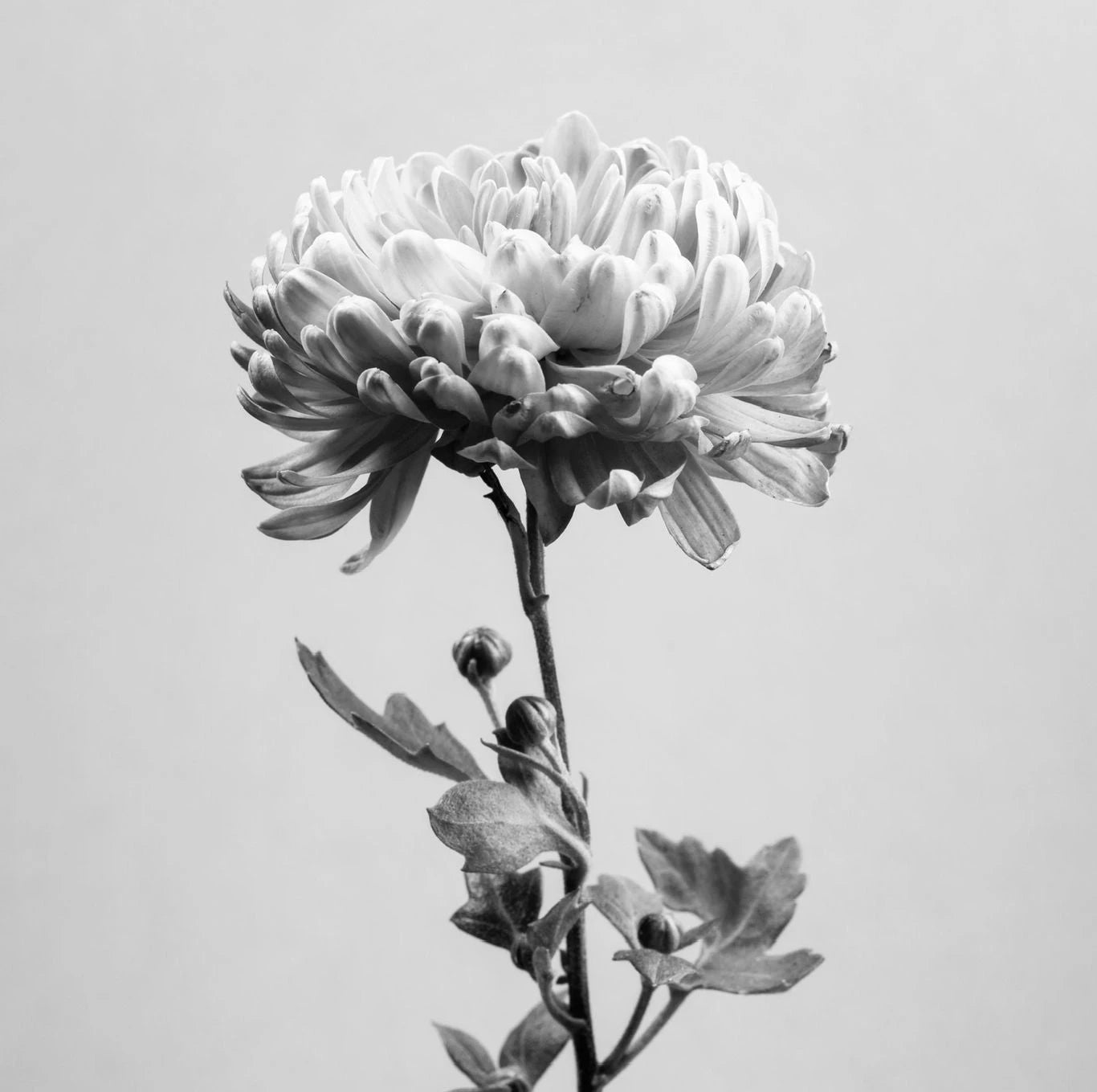 FLOR DE GARZA – TYLMA 1531